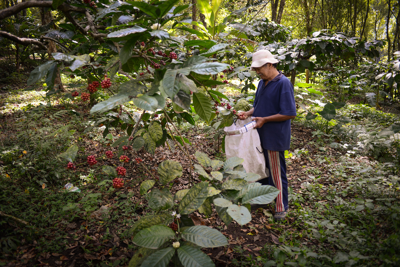 Banyuatis: One of the Best Coffee-Producing Regions in Bali | Bali ...