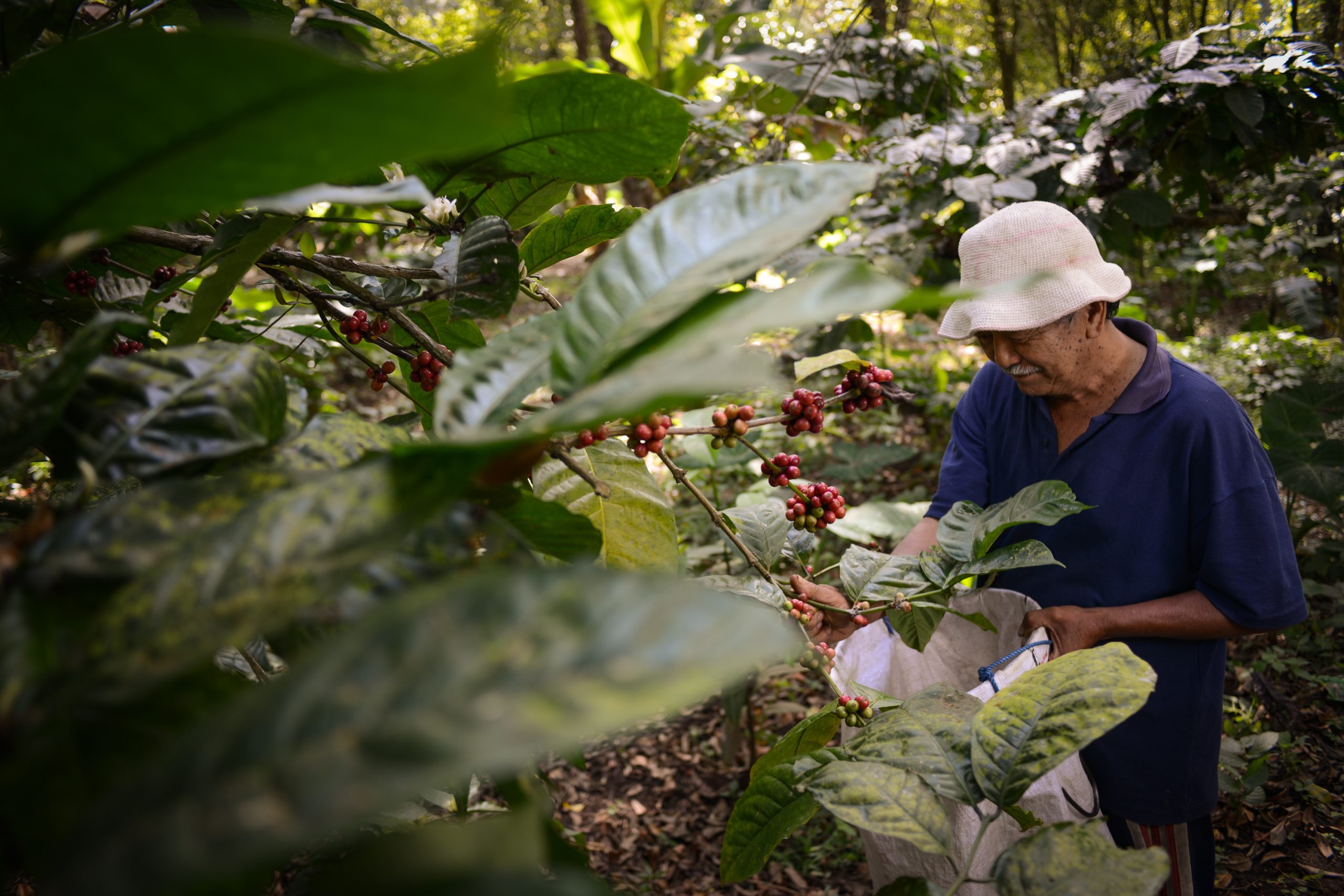 Kopi Banyuatis, The Legend from North Bali - Kopi Banyuatis